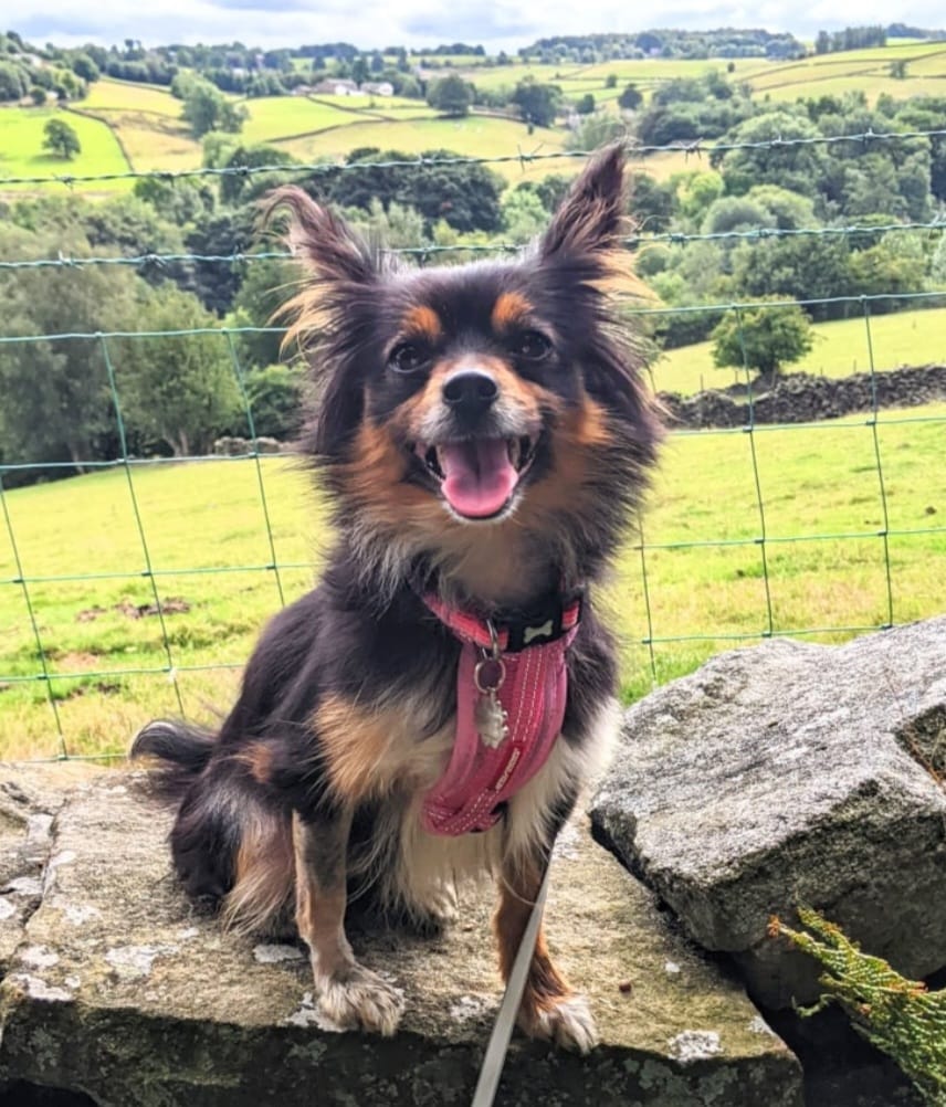 Roxy - Aireworth Dogs In Need