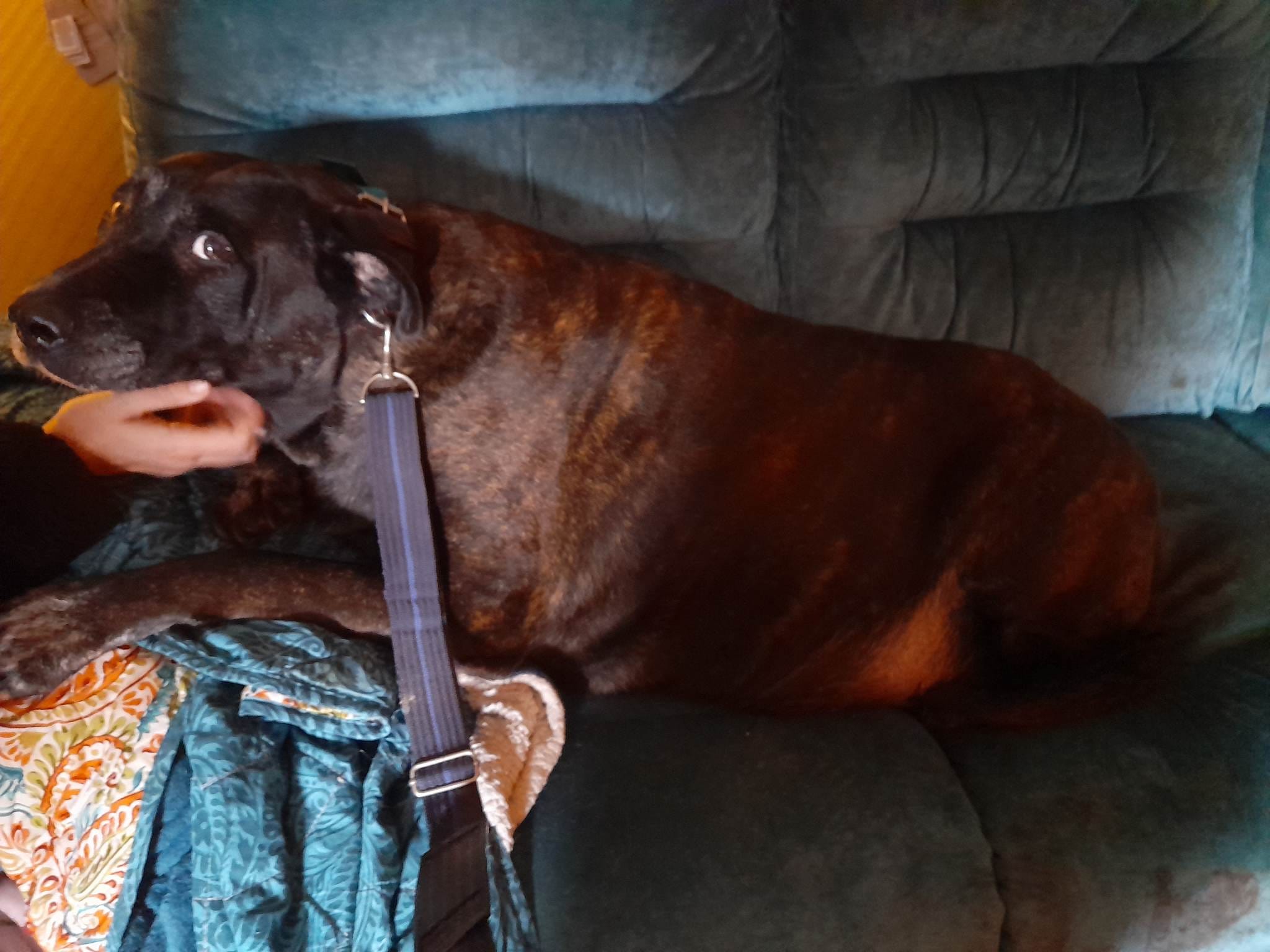 Kaiser - Aireworth Dogs In Need