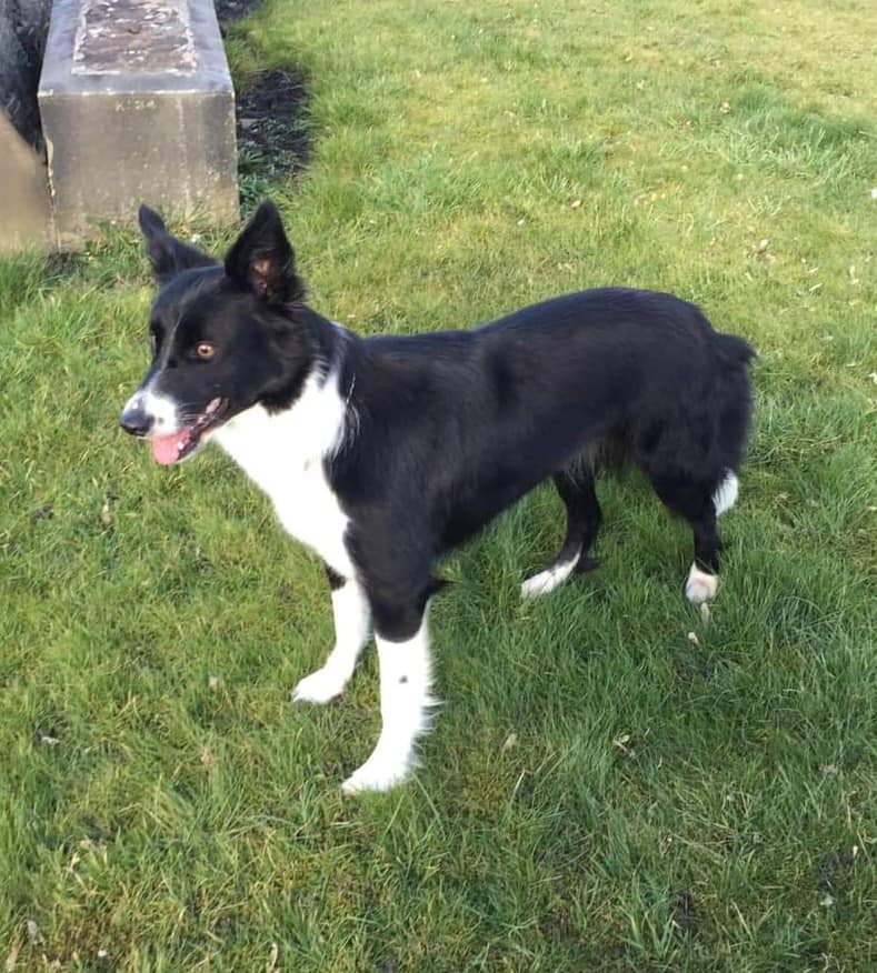 Jess - Aireworth Dogs In Need