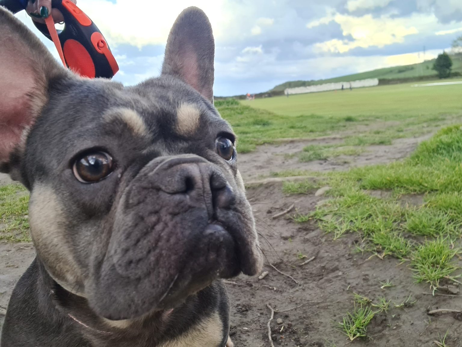 Cassie - Aireworth Dogs In Need