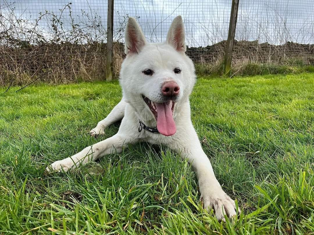 Aura - Aireworth Dogs In Need