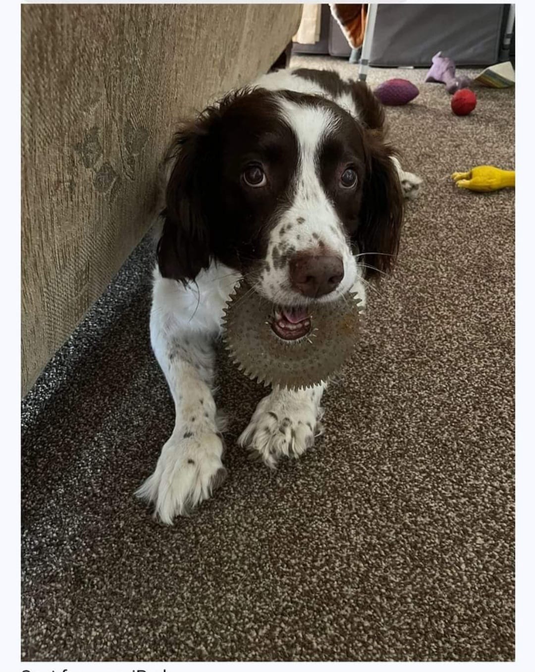 Merlin - Aireworth Dogs In Need