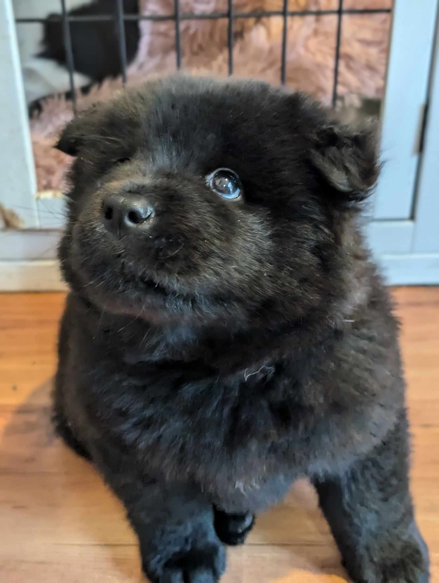 Bjorn - Aireworth Dogs In Need