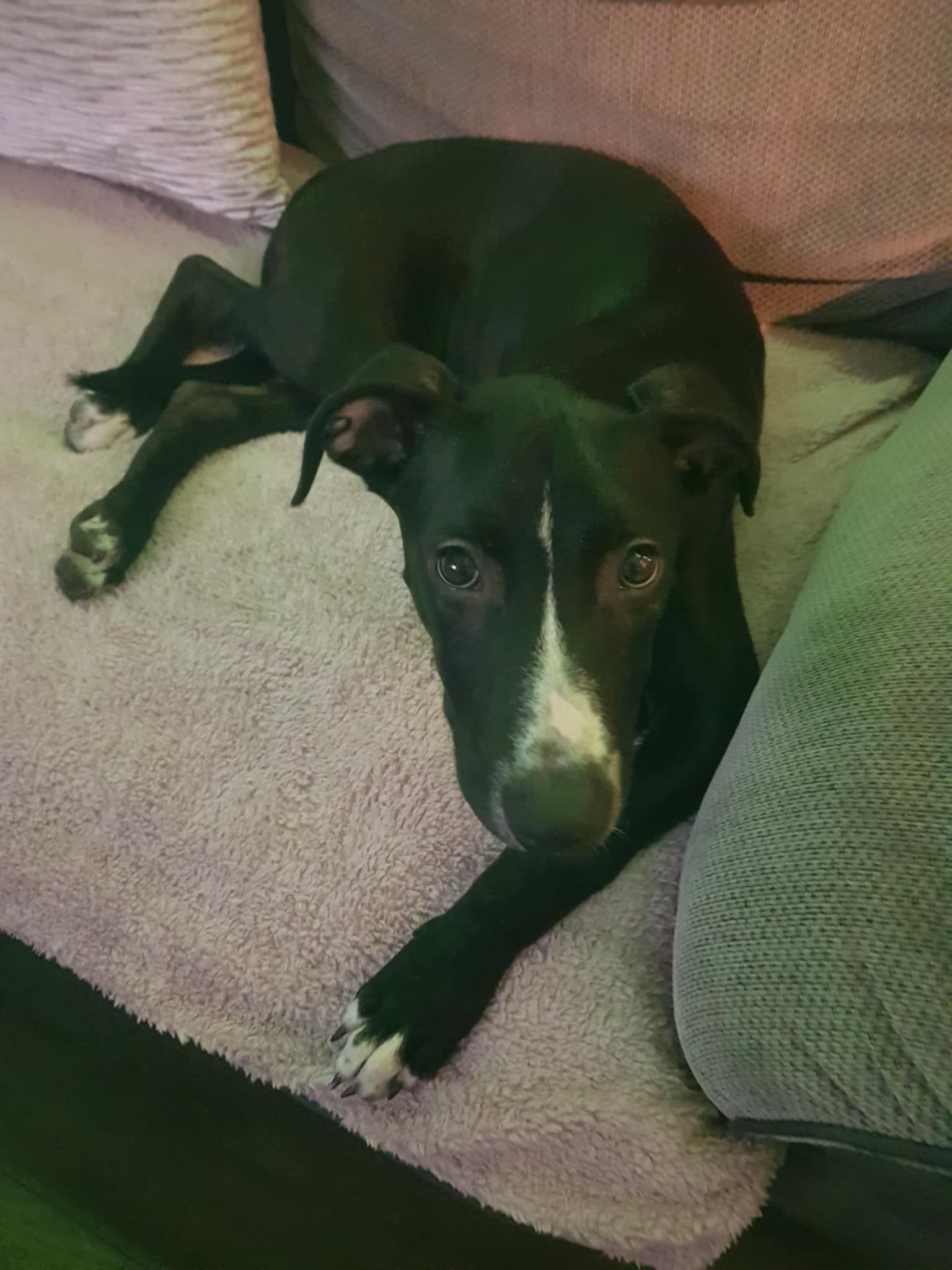 Maxi - Aireworth Dogs in Need