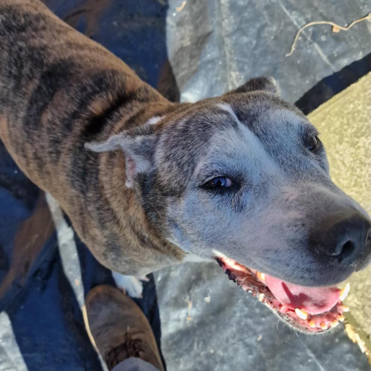 Cheeka - Aireworth Dogs in Need