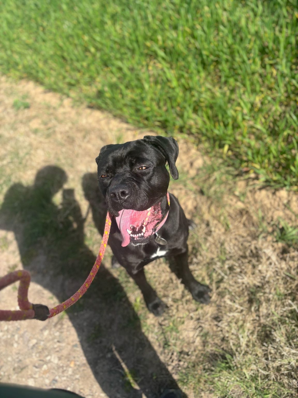 Athena - Aireworth Dogs in Need