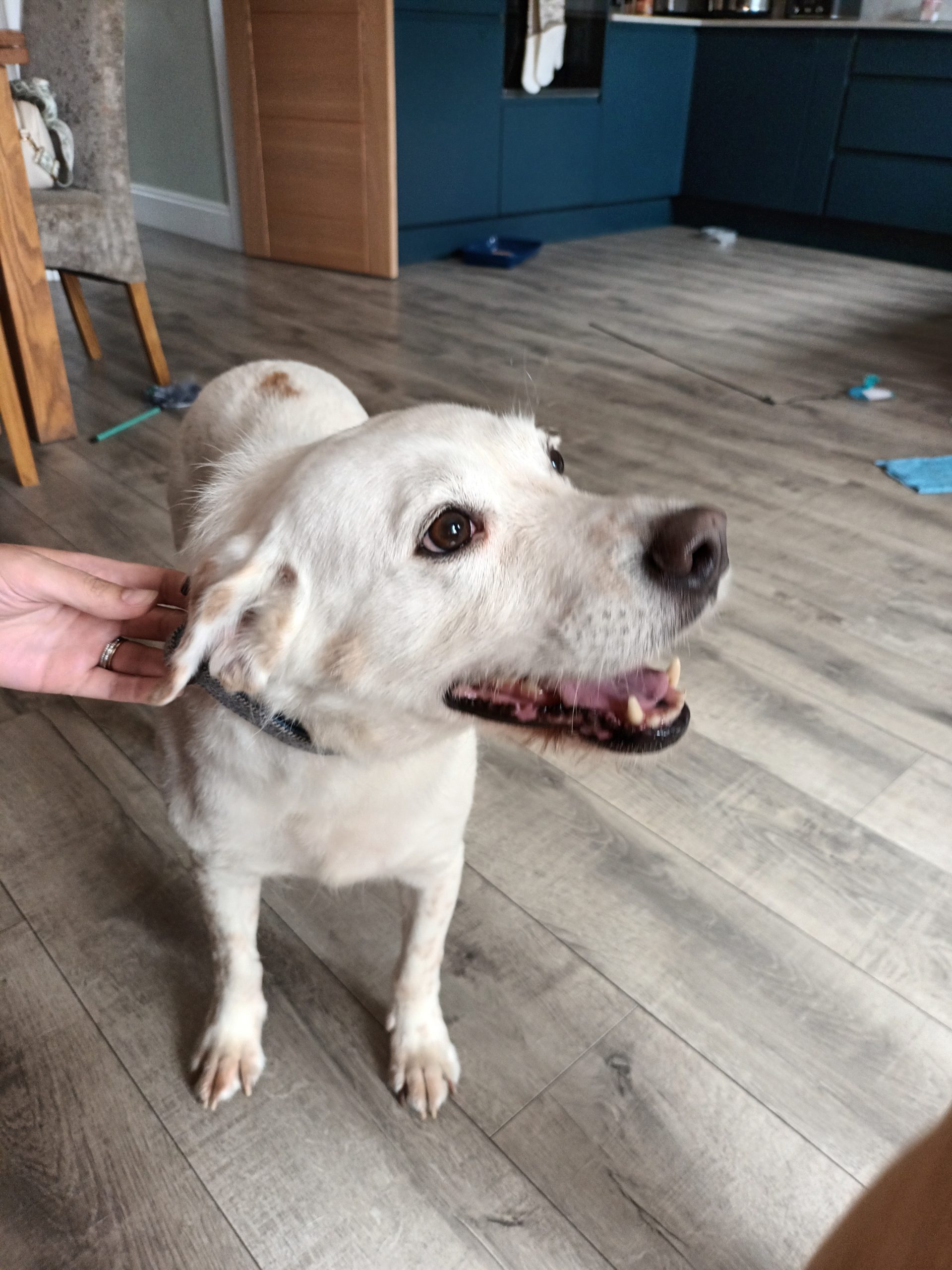 Pablo - Aireworth Dogs in Need