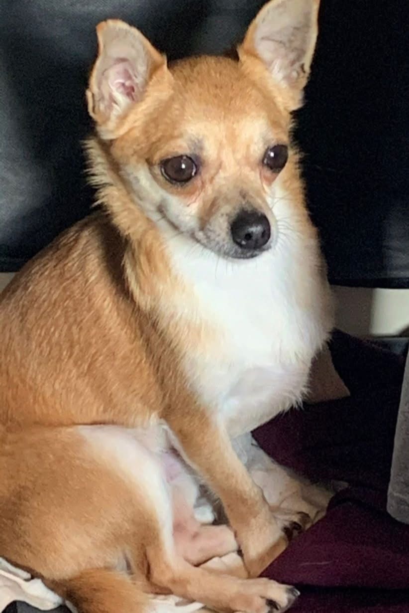 Timi - Aireworth Dogs in Need